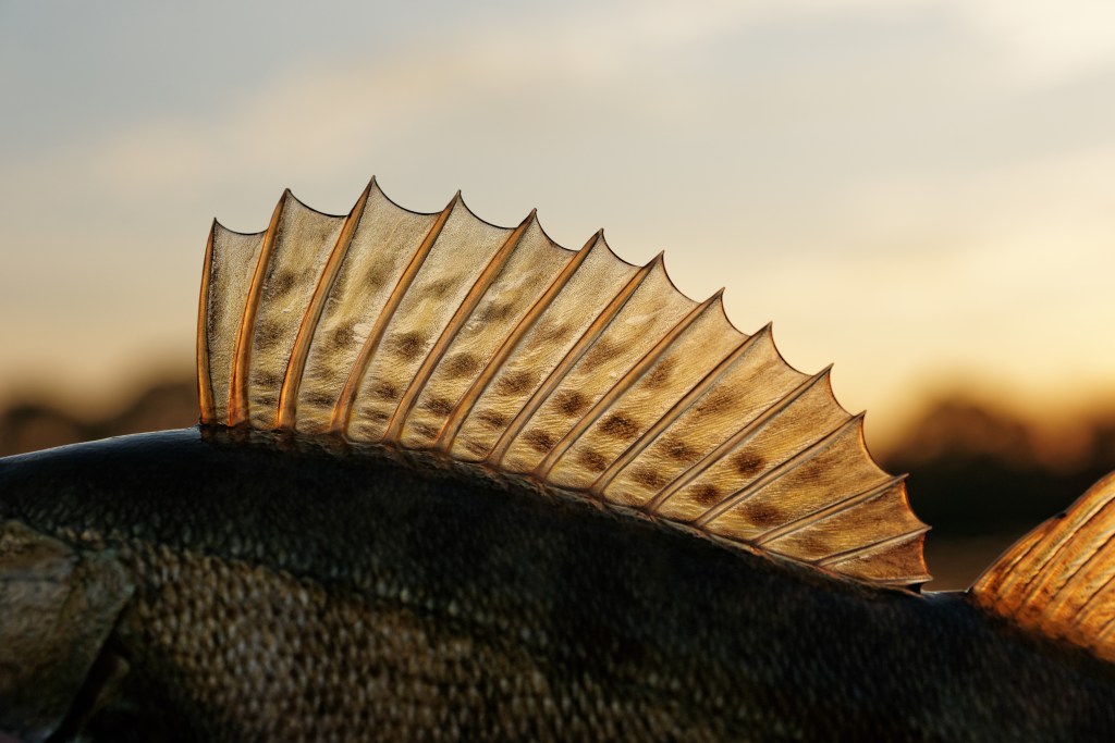 Walleye Charters - Captain Hook Charters